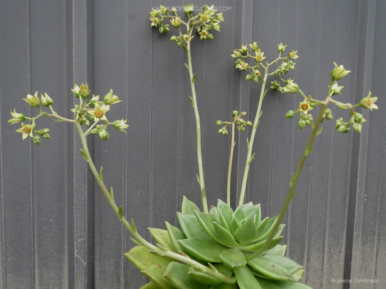 ×Graptoveria 'Citrina' - World of Succulents