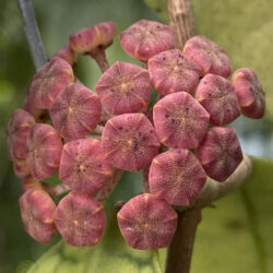 Hoya callistophylla - World of Succulents