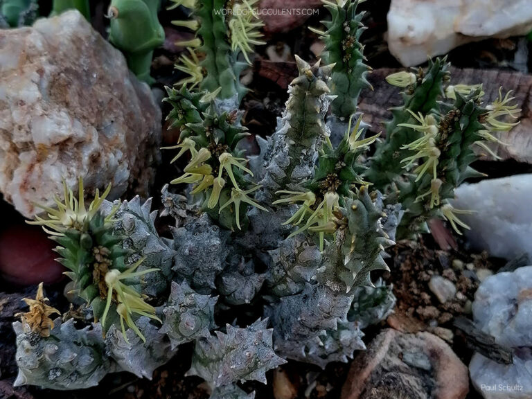 Quaqua incarnata subsp. tentaculata - World of Succulents
