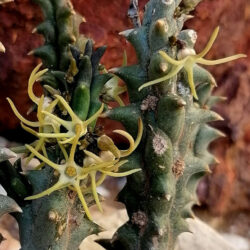 Quaqua incarnata subsp. tentaculata - World of Succulents