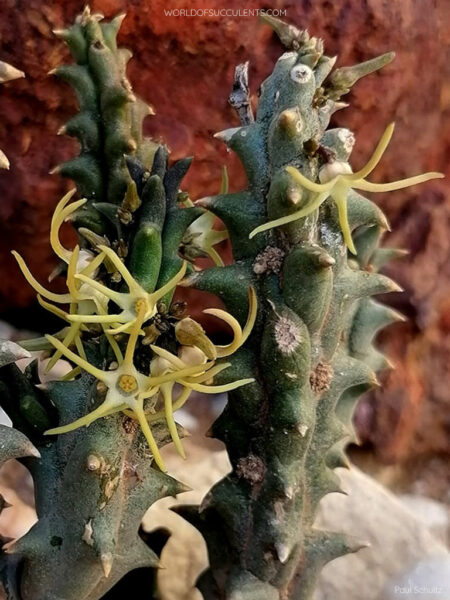 Quaqua incarnata subsp. tentaculata - World of Succulents