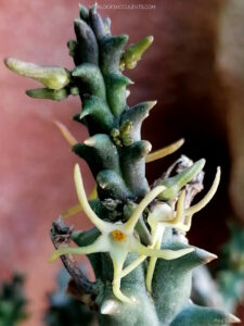 Quaqua incarnata subsp. tentaculata - World of Succulents