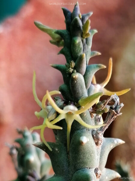 Quaqua incarnata subsp. tentaculata - World of Succulents