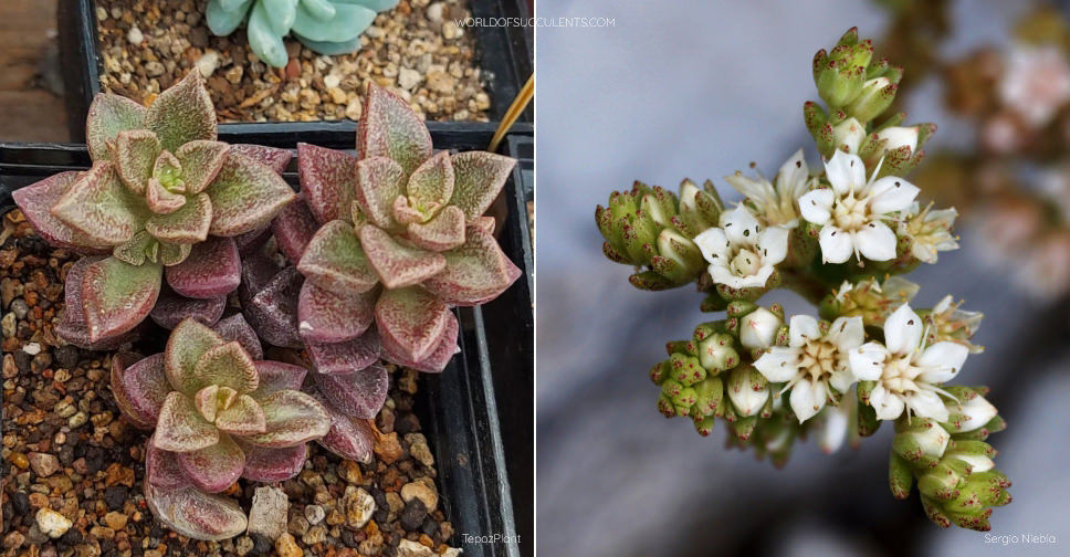 Sedum caducum - World of Succulents