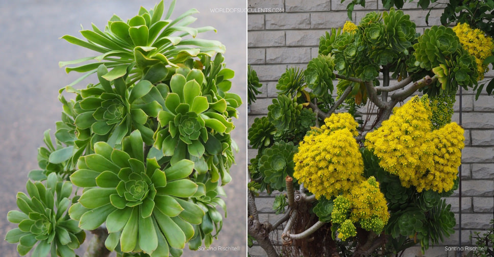 Aeonium arboreum (Tree Aeonium) - World of Succulents