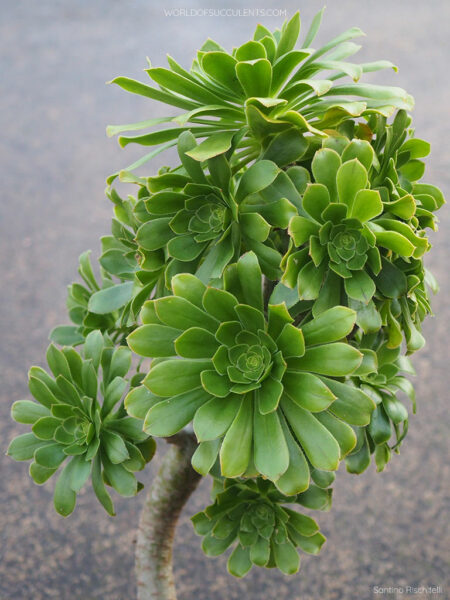 Aeonium arboreum (Tree Aeonium) - World of Succulents
