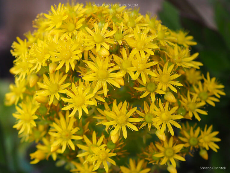 Aeonium arboreum (Tree Aeonium) - World of Succulents
