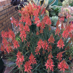 Aloe 'Little Joker' - World of Succulents