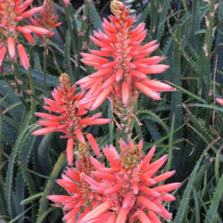 Aloe 'Little Joker' - World of Succulents