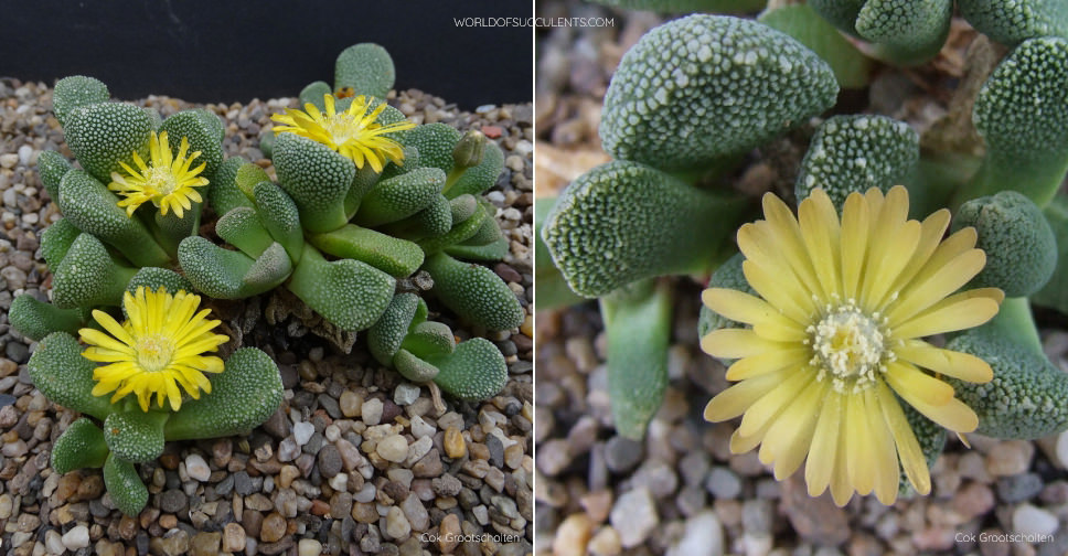 Aloinopsis villetii - World of Succulents