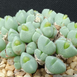 Conophytum quaesitum - World of Succulents