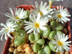 Conophytum schlechteri - World of Succulents