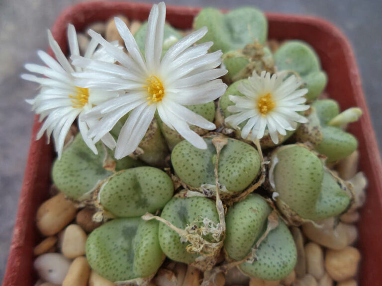 Conophytum schlechteri - World of Succulents