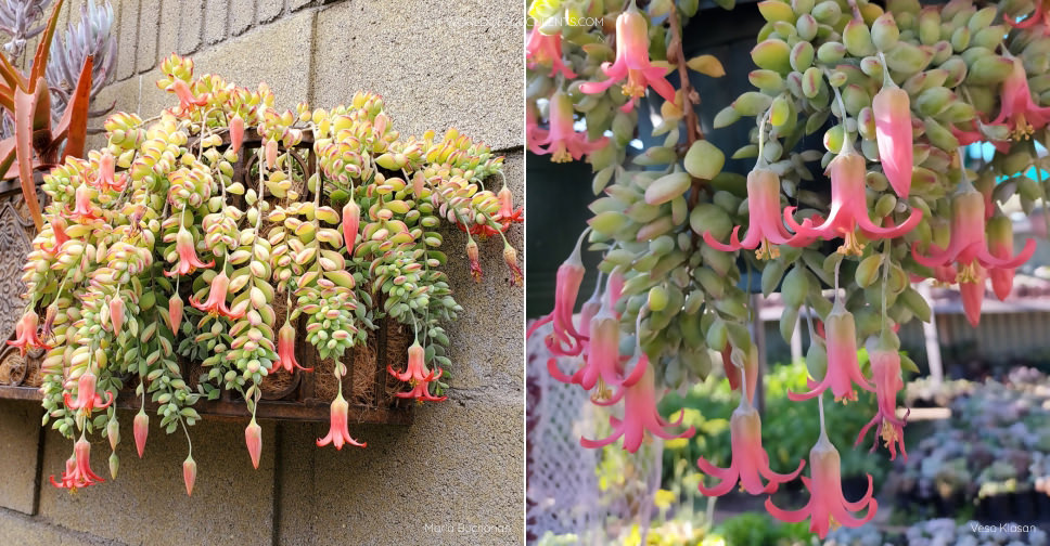 Cotyledon pendens (Cliff Cotyledon) - World of Succulents