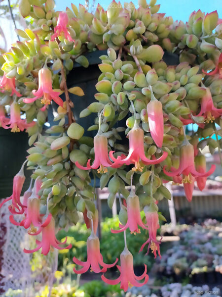 Cotyledon pendens (Cliff Cotyledon) - World of Succulents