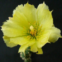Cylindropuntia tesajo (Tesajo Cholla) - World of Succulents
