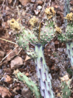 Cylindropuntia tesajo (Tesajo Cholla) - World of Succulents