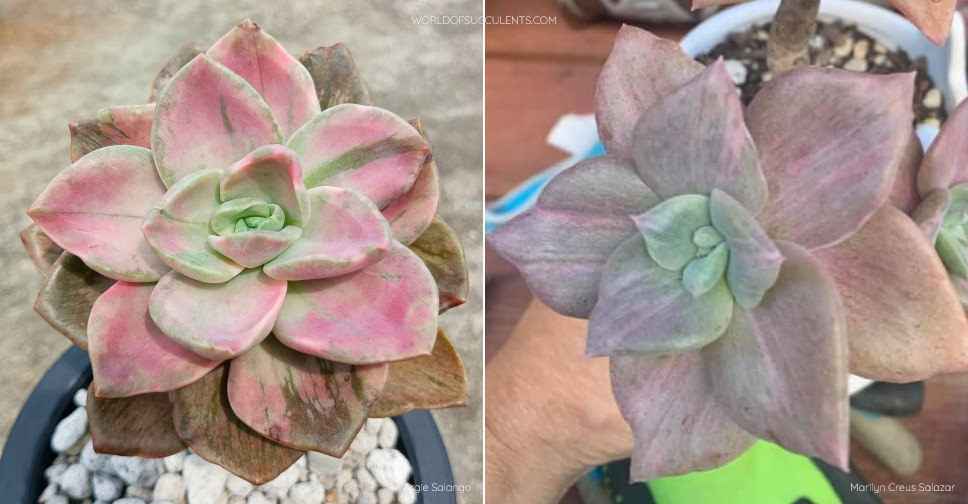 ×Graptoveria 'Albert Baynes Variegata' - World of Succulents