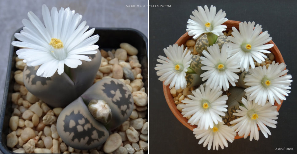 Lithops karasmontana subsp. bella - World of Succulents
