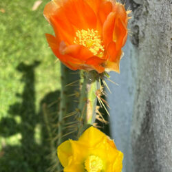 Opuntia engelmannii var. linguiformis (Cow's Tongue Cactus) - World of ...