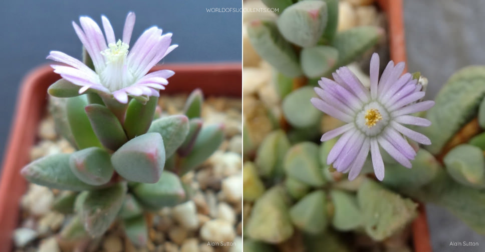 Psammophora modesta - World of Succulents