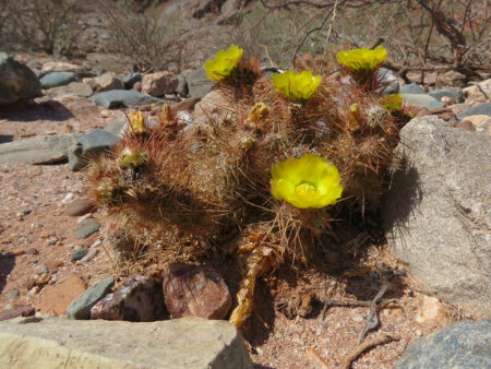 Tephrocactus weberi - World of Succulents