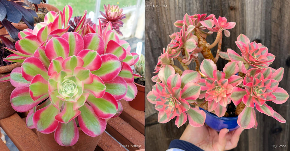Aeonium 'Pink Witch' - World of Succulents