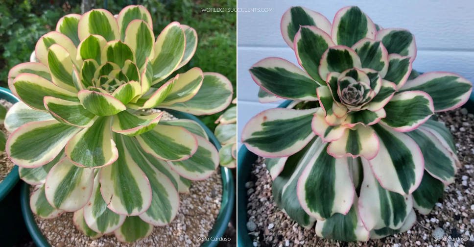 Aeonium 'Zeus' - World of Succulents