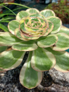 Aeonium 'Zeus' - World of Succulents