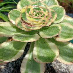 Aeonium 'Zeus' - World of Succulents