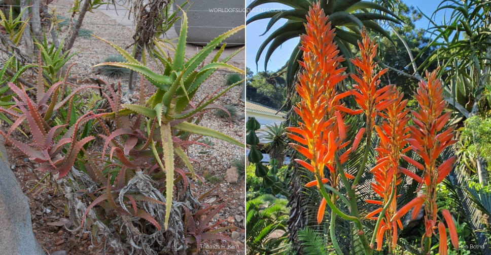 Aloe dawei (Dawe's Aloe) - World of Succulents