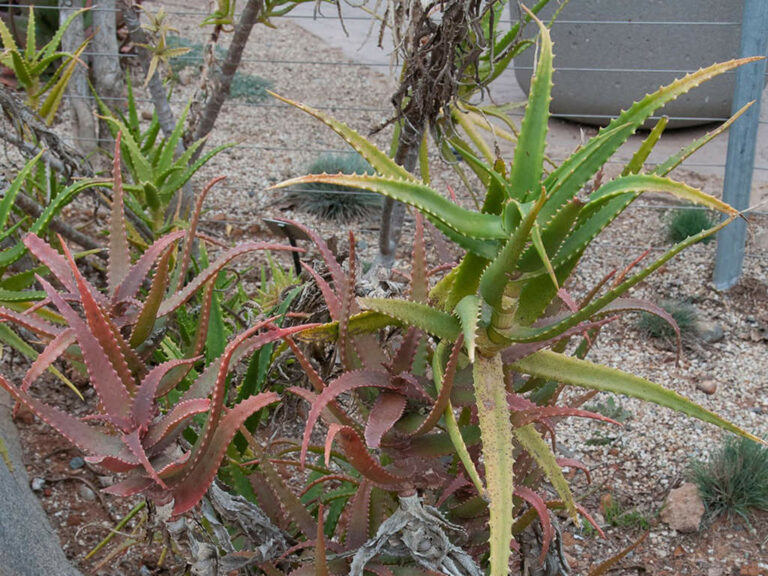 Aloe dawei (Dawe's Aloe) - World of Succulents