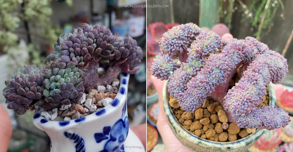 Echeveria setosa var. deminuta f. cristata - World of Succulents