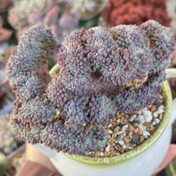 Echeveria setosa var. deminuta 'Cristata' - World of Succulents