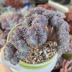 Echeveria setosa var. deminuta 'Cristata' - World of Succulents