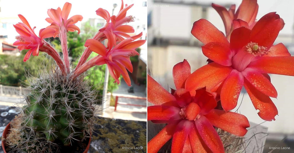 Matucana krahnii - World of Succulents
