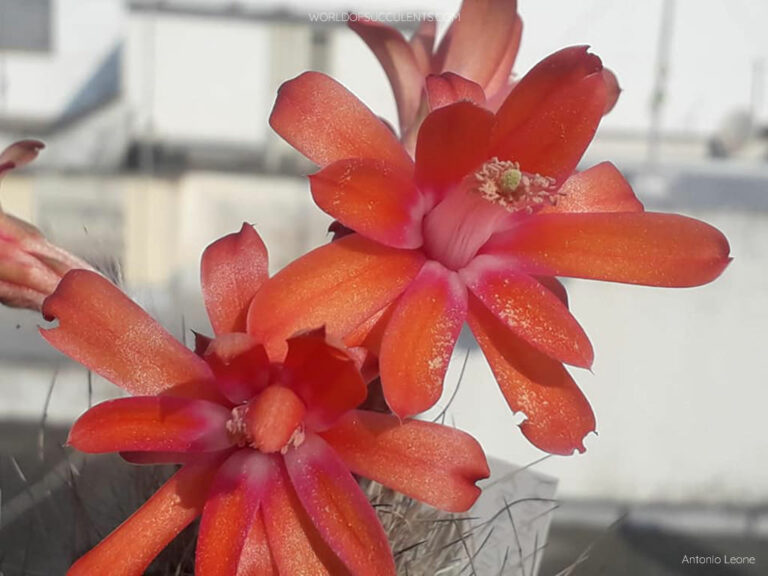 Matucana krahnii - World of Succulents