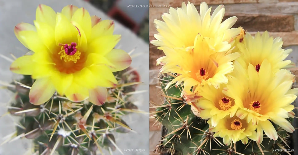 Parodia mammulosa subsp. submammulosa - World of Succulents