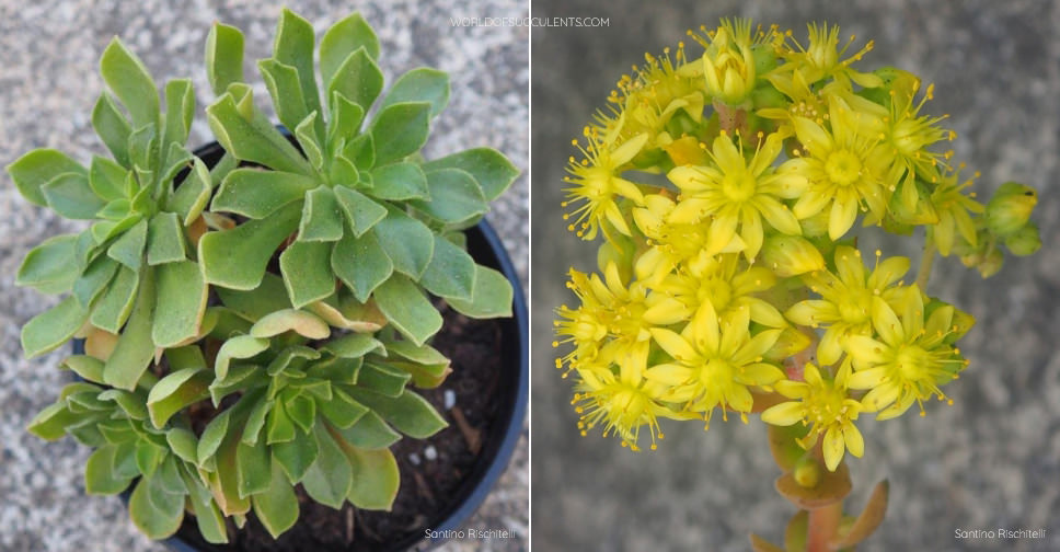 Aeonium 'Ballerina Reversion' - World of Succulents