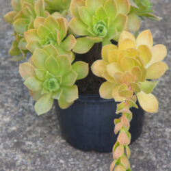 Aeonium 'Ballerina Reversion' - World of Succulents