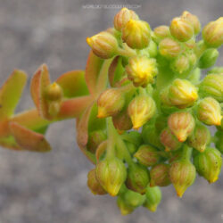 Aeonium 'Ballerina Reversion' - World of Succulents