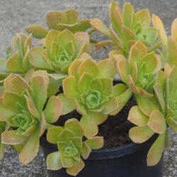 Aeonium 'Ballerina Reversion' - World of Succulents