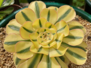 Aeonium 'Poseidon' - World of Succulents