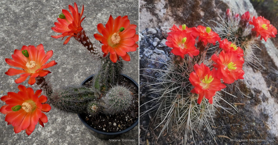 Echinocereus polyacanthus (Mojave Mound Cactus) - World of Succulents