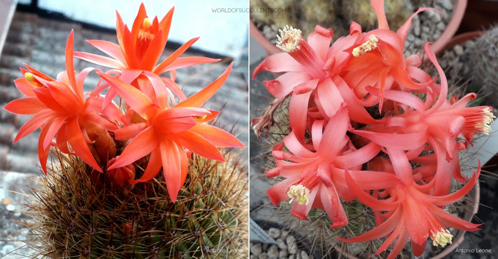 Matucana celendinensis - World of Succulents