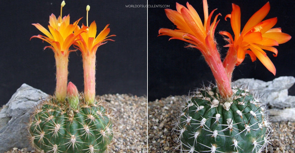 Matucana intertexta - World of Succulents