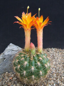 Matucana intertexta - World of Succulents