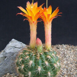 Matucana intertexta - World of Succulents