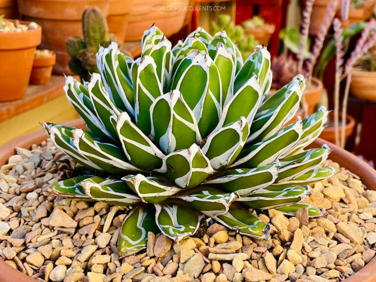 Agave victoriae-reginae 'Compacta' - World of Succulents
