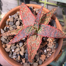 Aloe 'Crimson Dragon' - World of Succulents